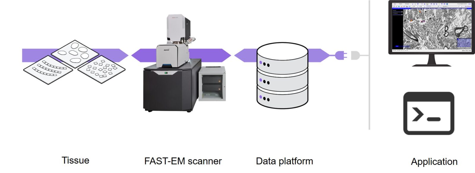 Fast multibeam electron microscope offers new possibilities ...